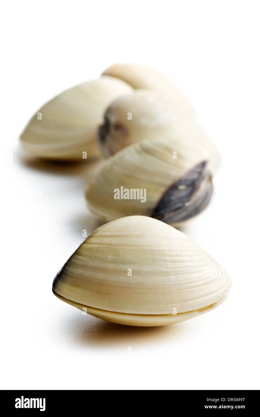 fresh clams on white background Stock Photo - Alamy
