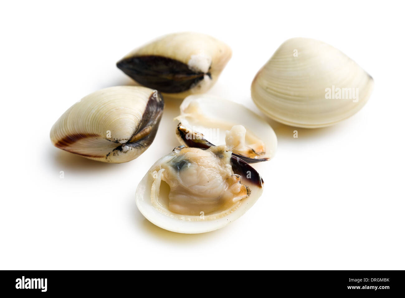 fresh clams on white background Stock Photo - Alamy