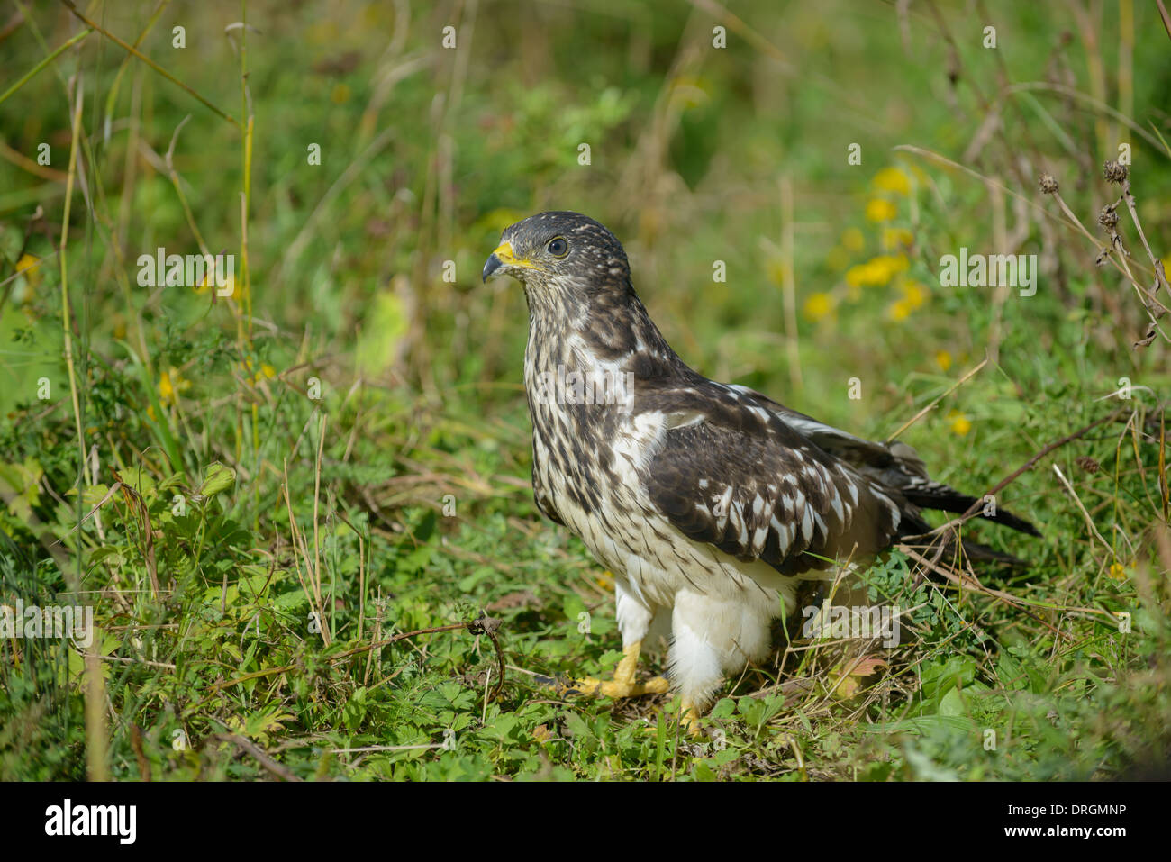 Baby Buzzard