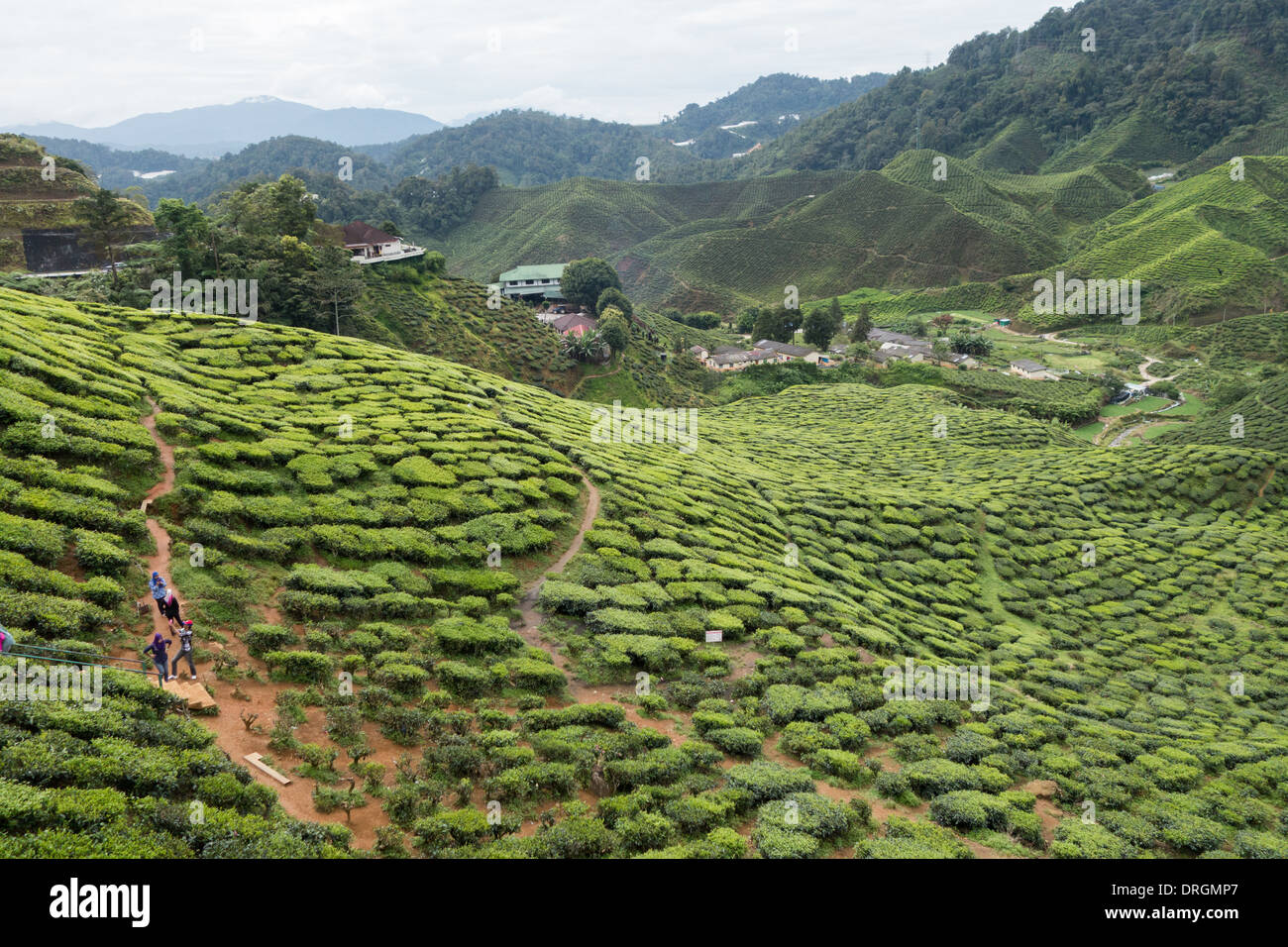 Tea plantations near Tanah Rata, Cameron Highlands, Pahang, Malaysia ...