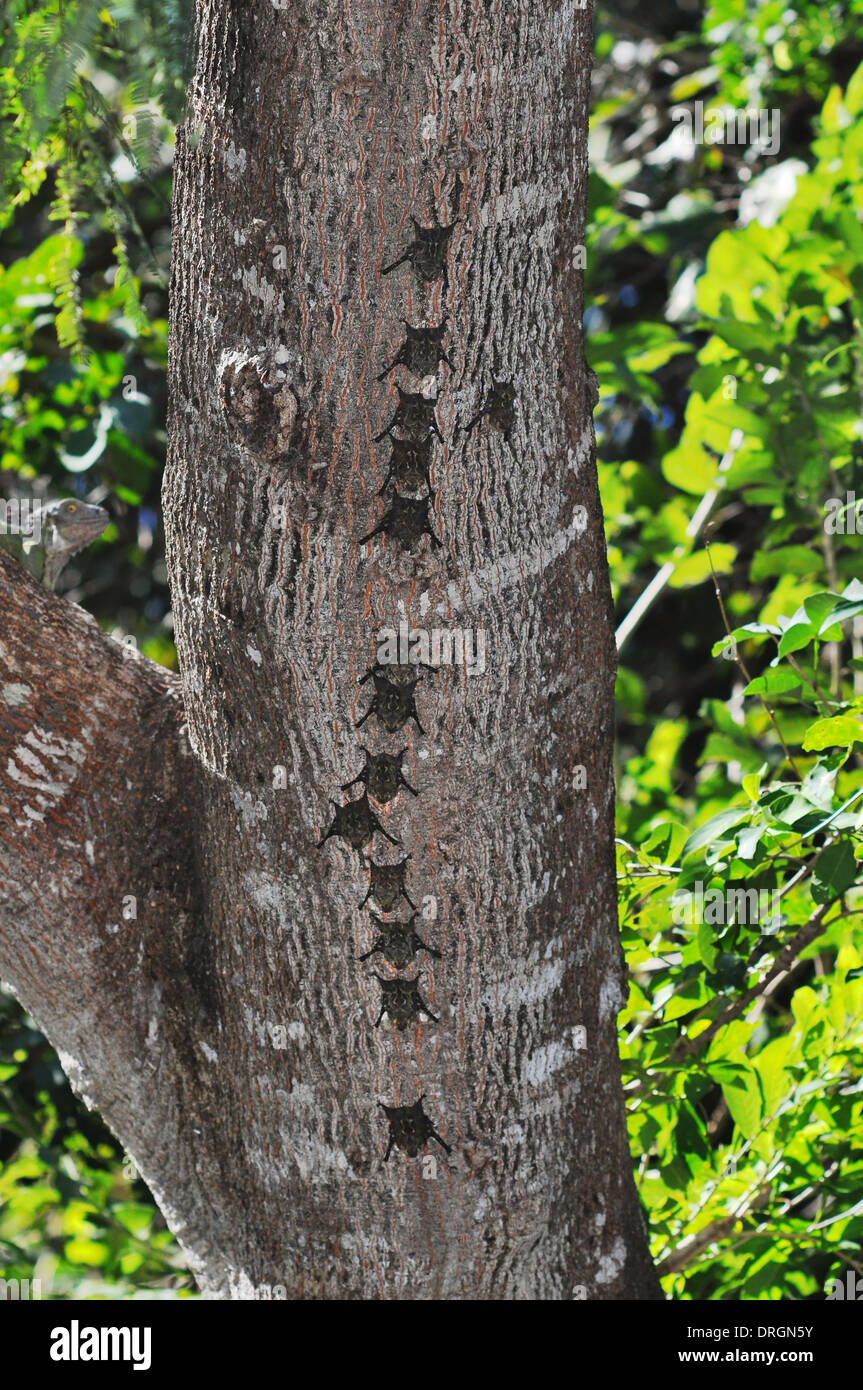 Proboscis bats, Rhynconycteris naso, in typical roosting formation on a ...