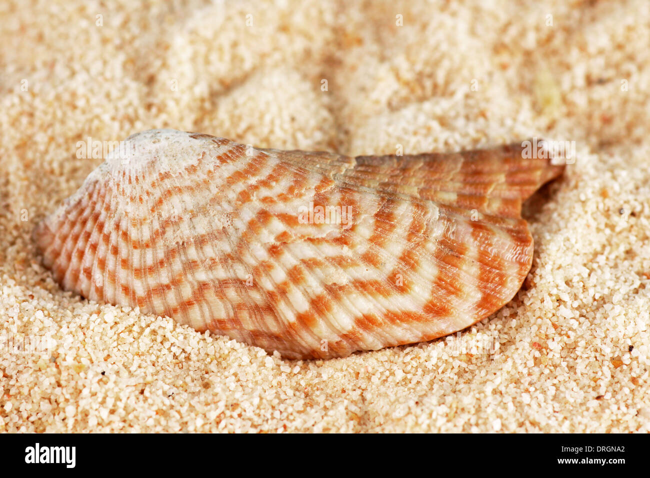 Colorful stripe shell on sand beach Stock Photo - Alamy