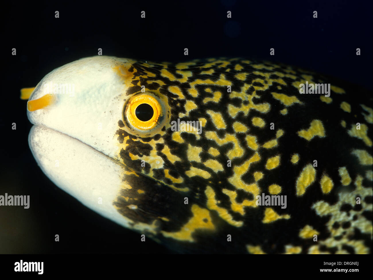 Snowflake moray Echidna nebulosa, Murenidae, Indo-pacific ocean Stock ...