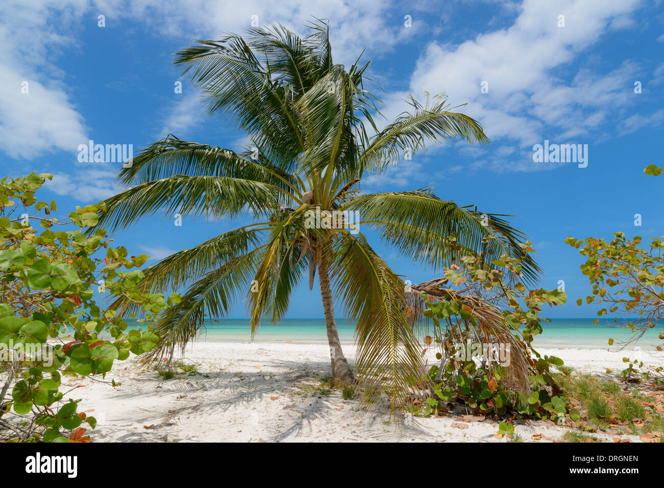 Karibik Strand mit Palmen, Caribbean beach with palms Stock Photo - Alamy