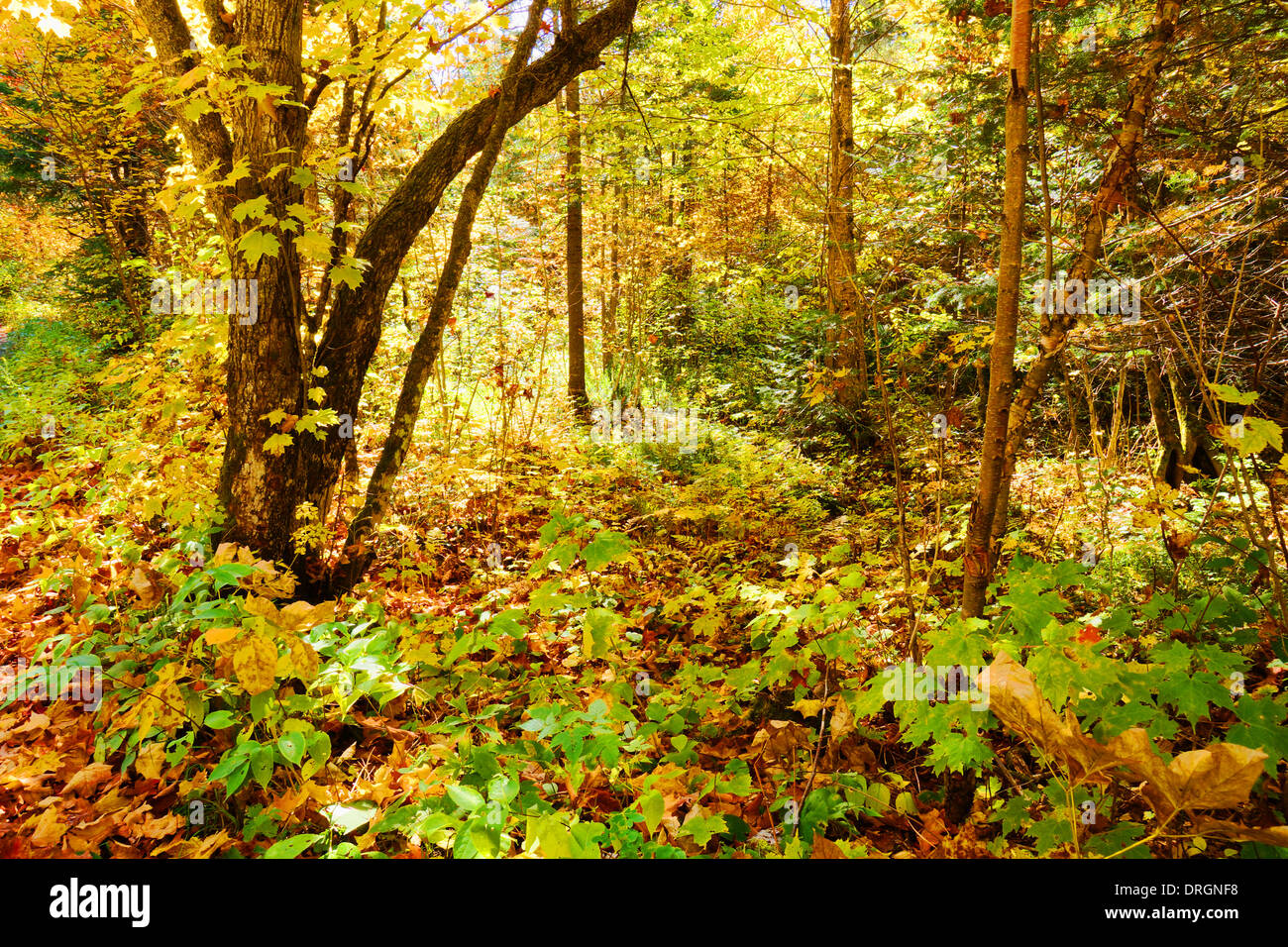 Bold forest park hi-res stock photography and images - Alamy