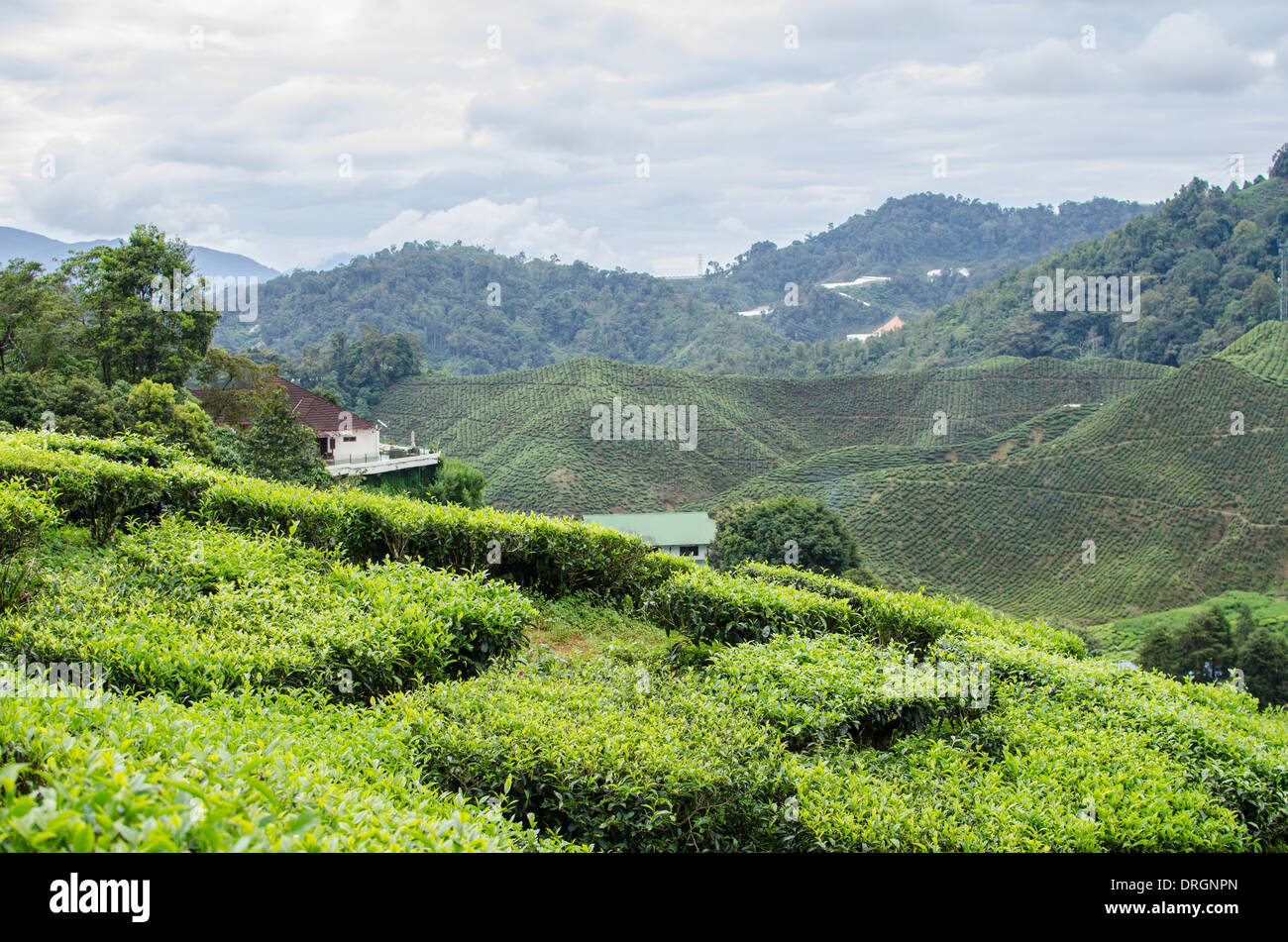 Tea plantations near Tanah Rata, Cameron Highlands, Pahang, Malaysia ...