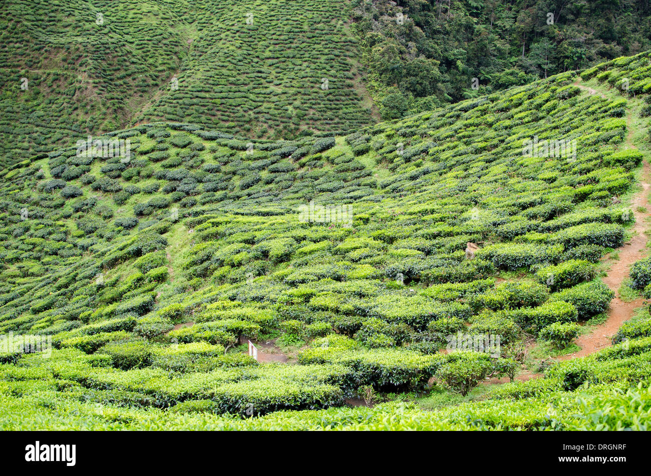 Tea plantations near Tanah Rata, Cameron Highlands, Pahang, Malaysia ...