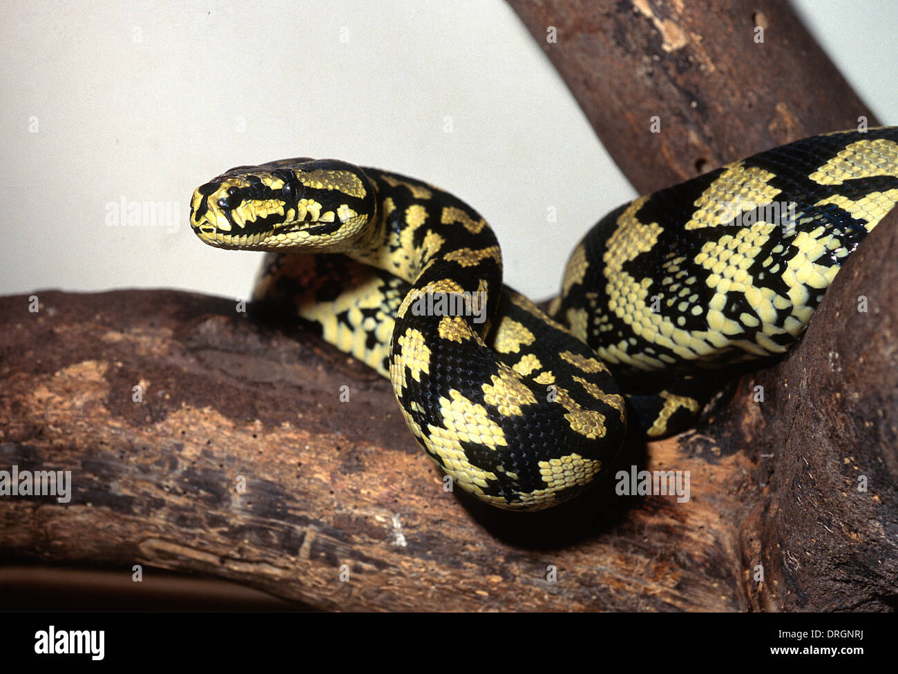 Rough Scaled Python Morelia Carinata High Resolution Stock Photography ...
