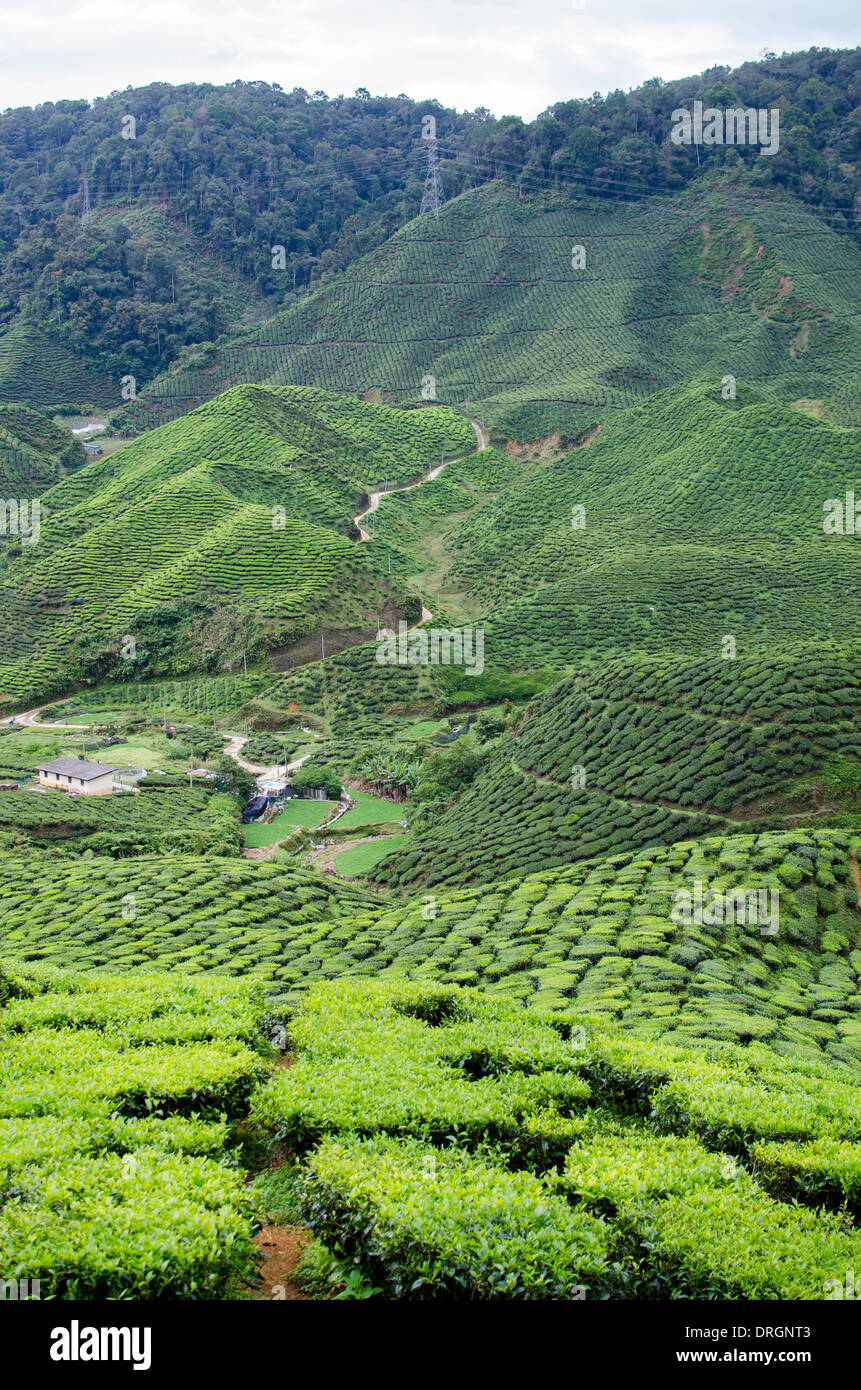 Tea plantations near Tanah Rata, Cameron Highlands, Pahang, Malaysia ...