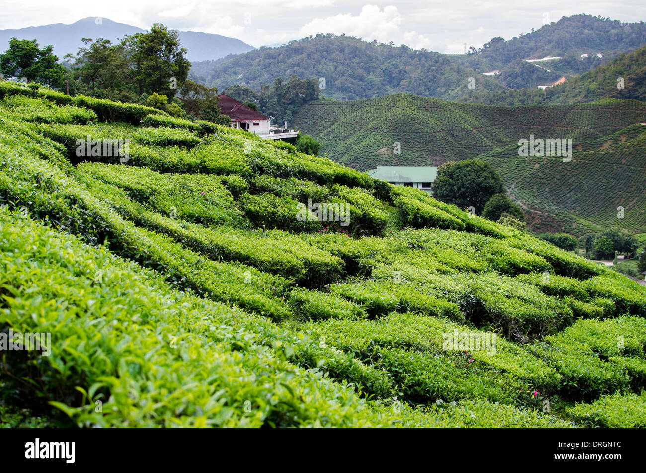 Tea plantations near Tanah Rata, Cameron Highlands, Pahang, Malaysia ...