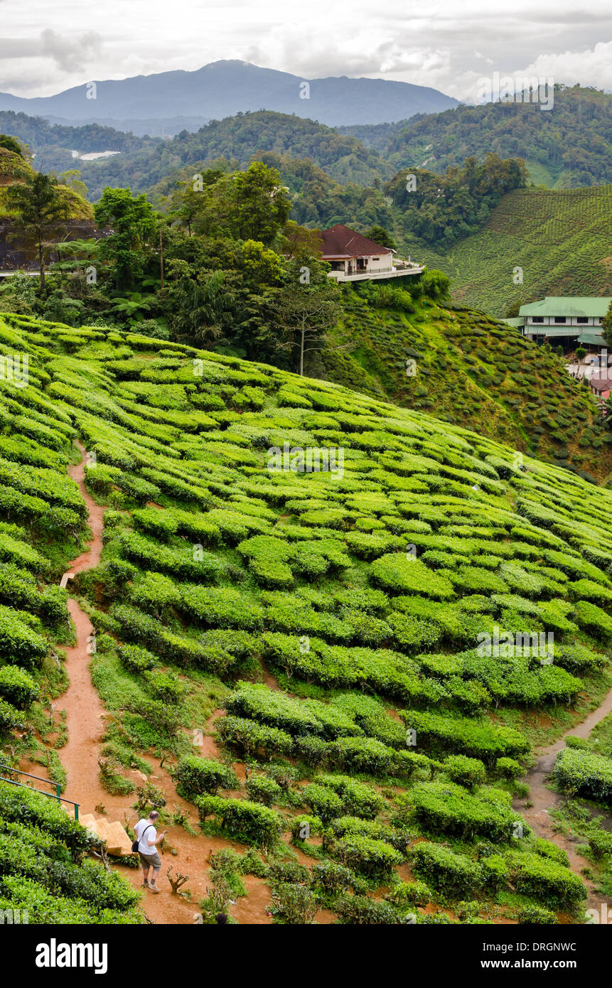Tea plantations near Tanah Rata, Cameron Highlands, Pahang, Malaysia ...