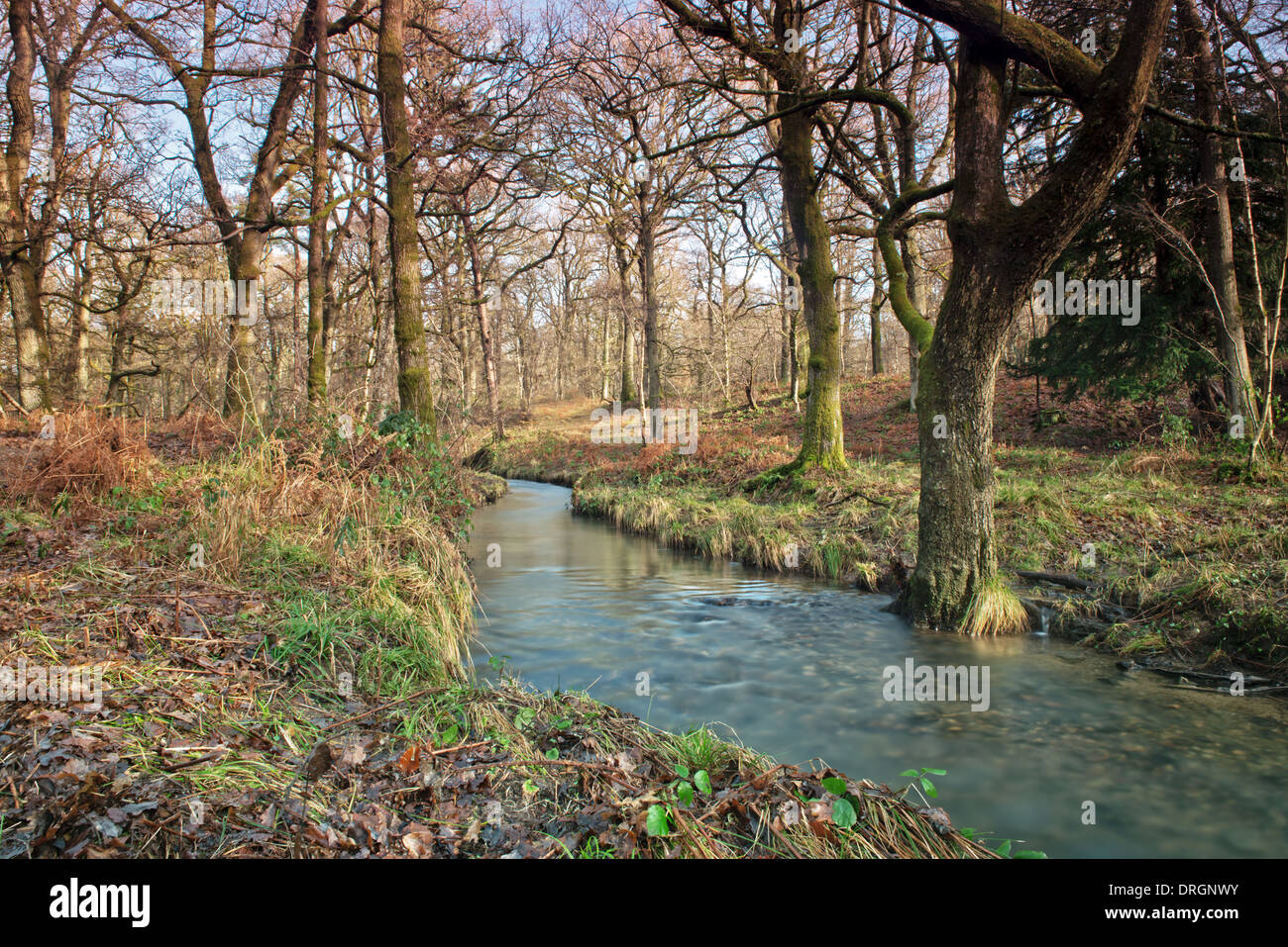 Woodland stream hi-res stock photography and images - Alamy