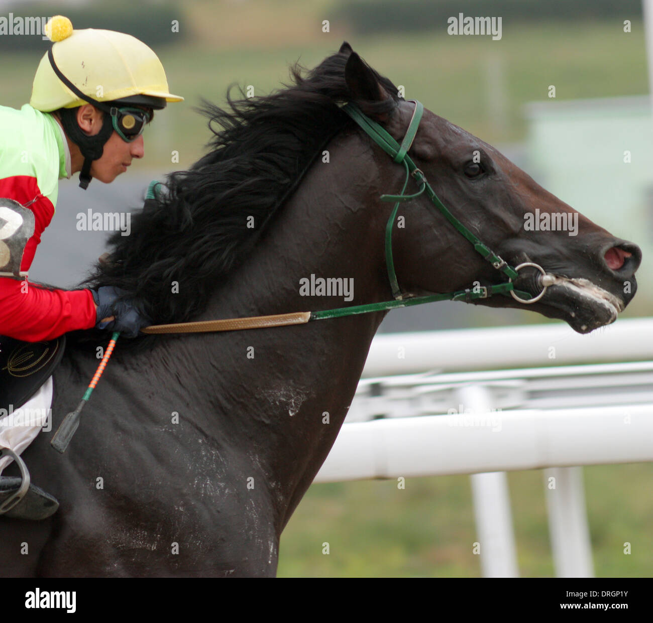 Winner horse hi-res stock photography and images - Alamy