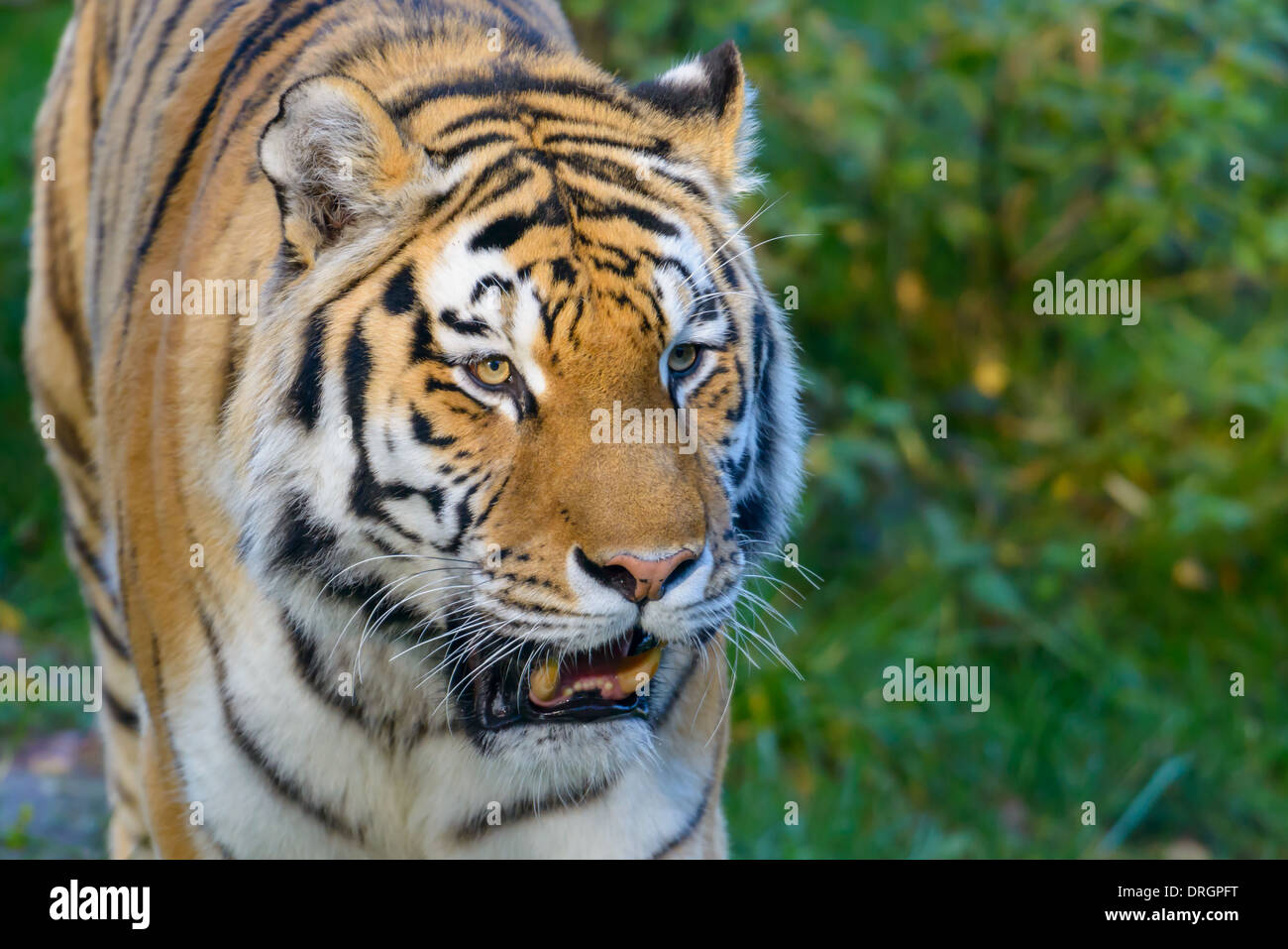 Sibirischer Tiger, Panthera tigris altaica, Siberian Tiger Stock Photo ...