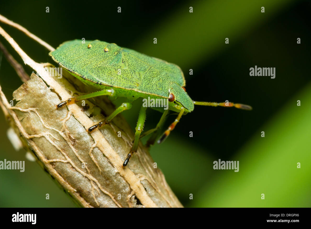 Fourth instar nymph of the green shield bug, Palomena prasina, on a ...