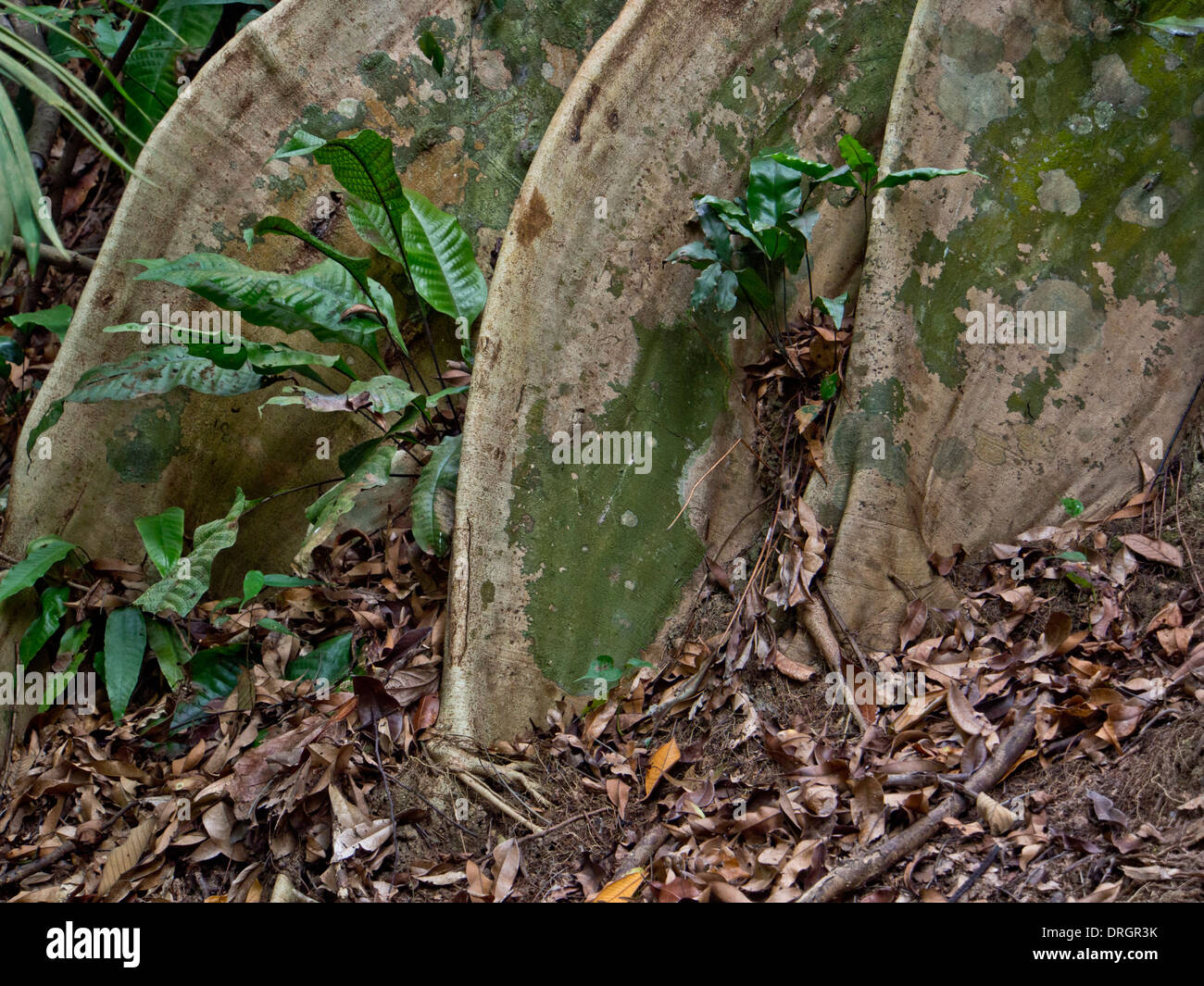 Keranji hi-res stock photography and images - Alamy