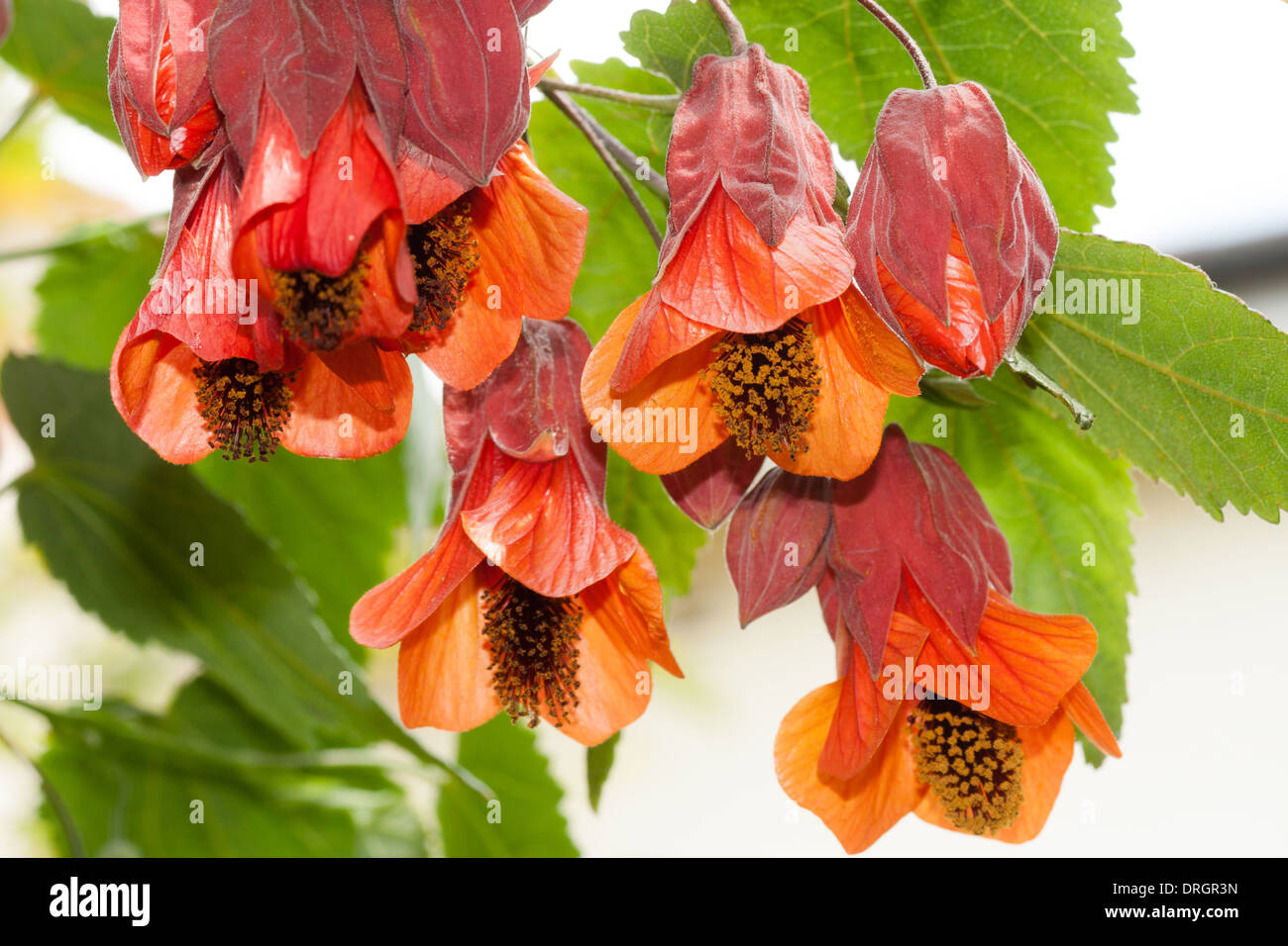 Abutilon 'Patrick Synge' in a private garden in Plymouth, UK Stock ...