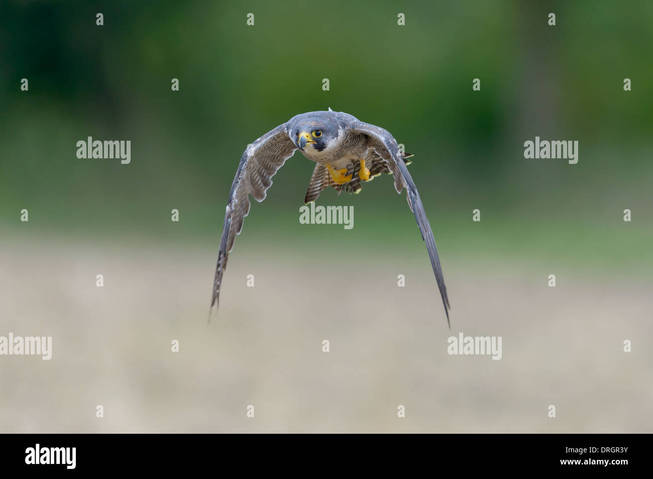 Wanderfalke hi-res stock photography and images - Alamy
