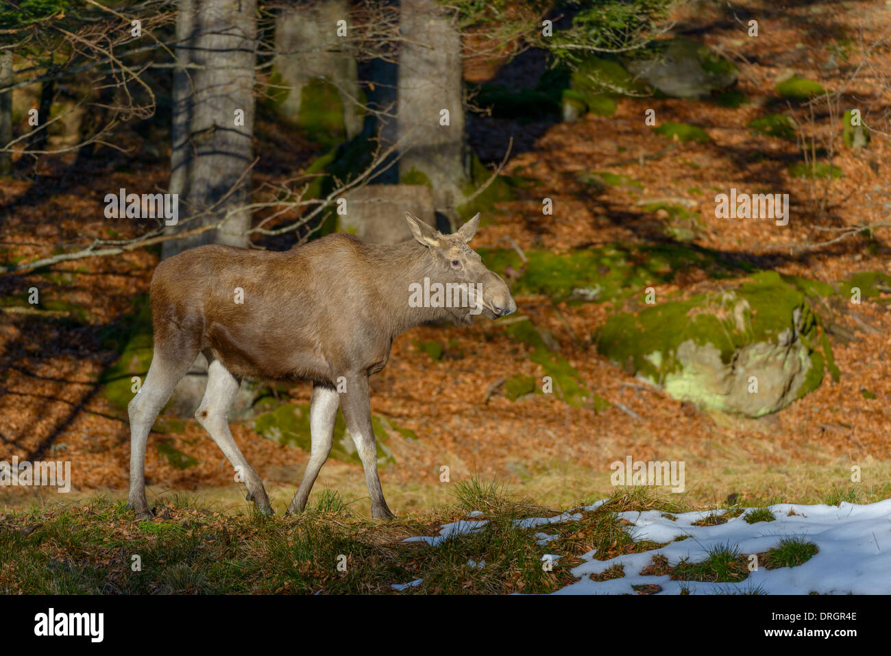 Weiblicher Elch, Alces alces, Female Eurasian elk Stock Photo - Alamy