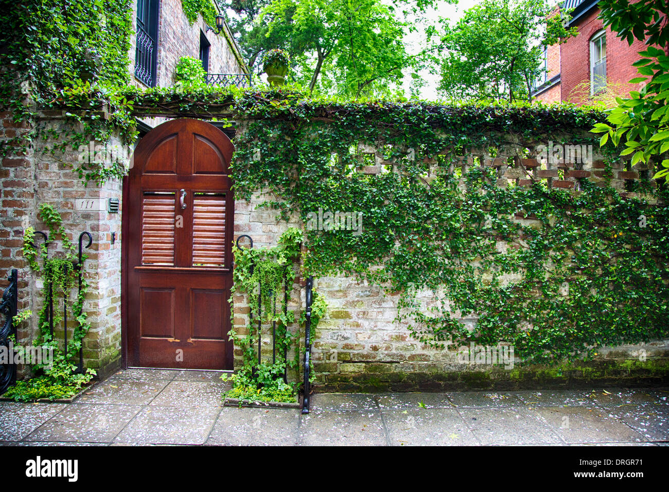 Ivy grows on the ivy wall of a home in Savannah, Georgia's historic ...
