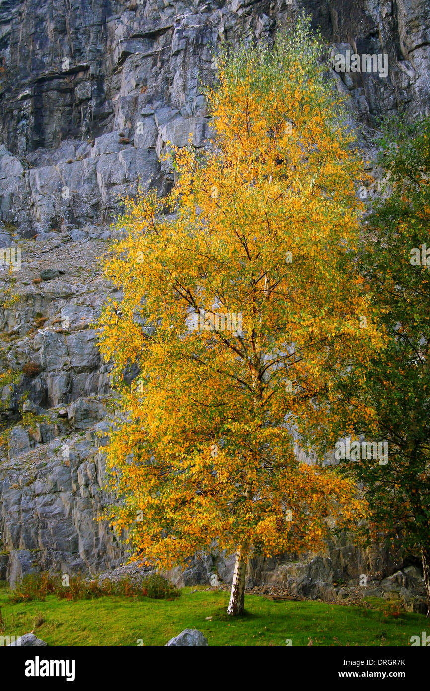 Silver birch showing autumn colours by a slate cliff in the Elan Valley ...
