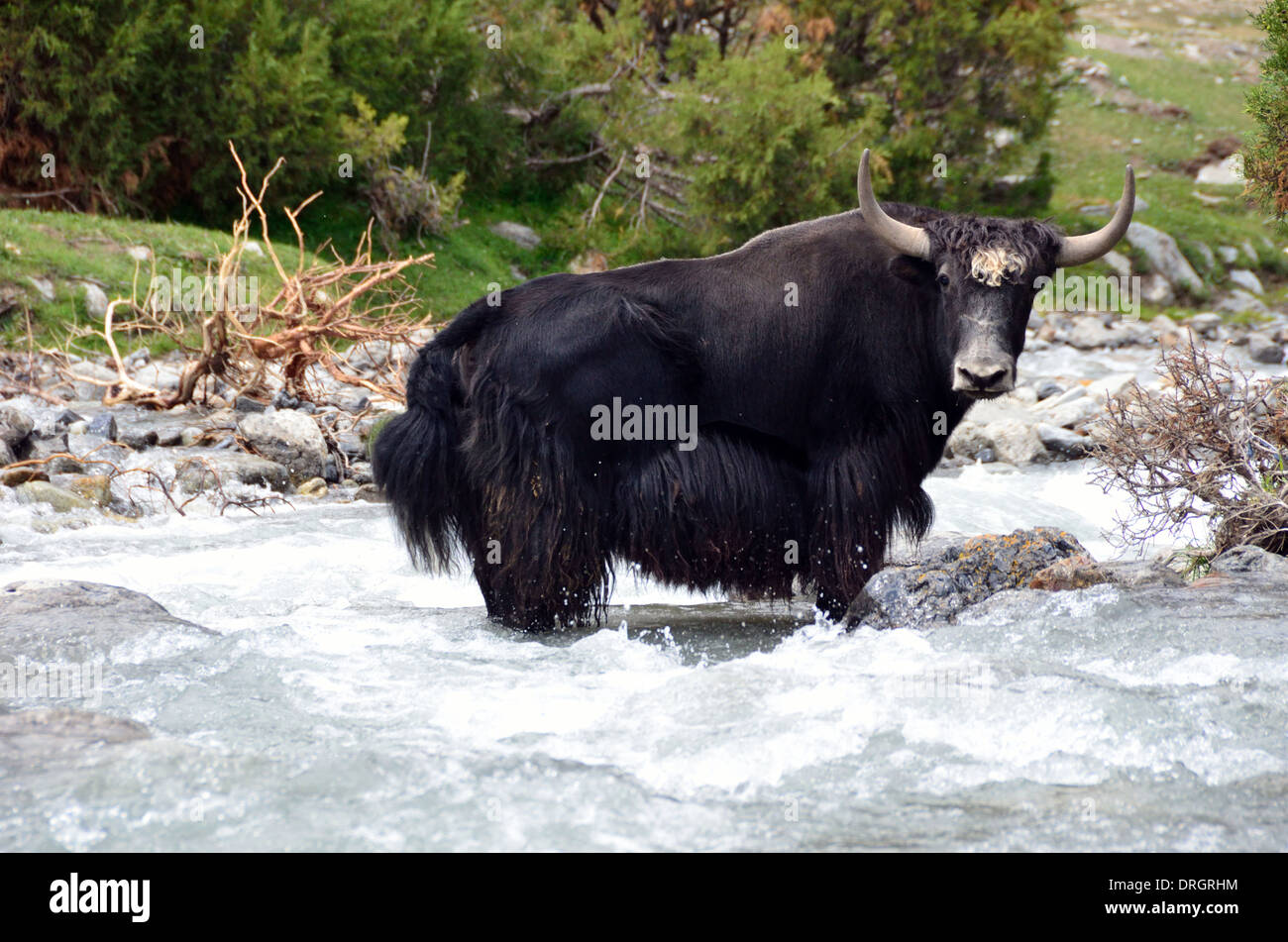 Standing yak hi-res stock photography and images - Alamy