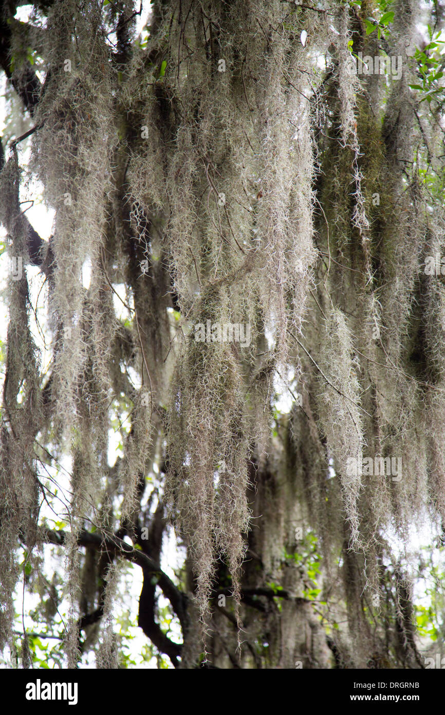 The famous spanish moss hanging on the oaks of Savannah's lovely ...