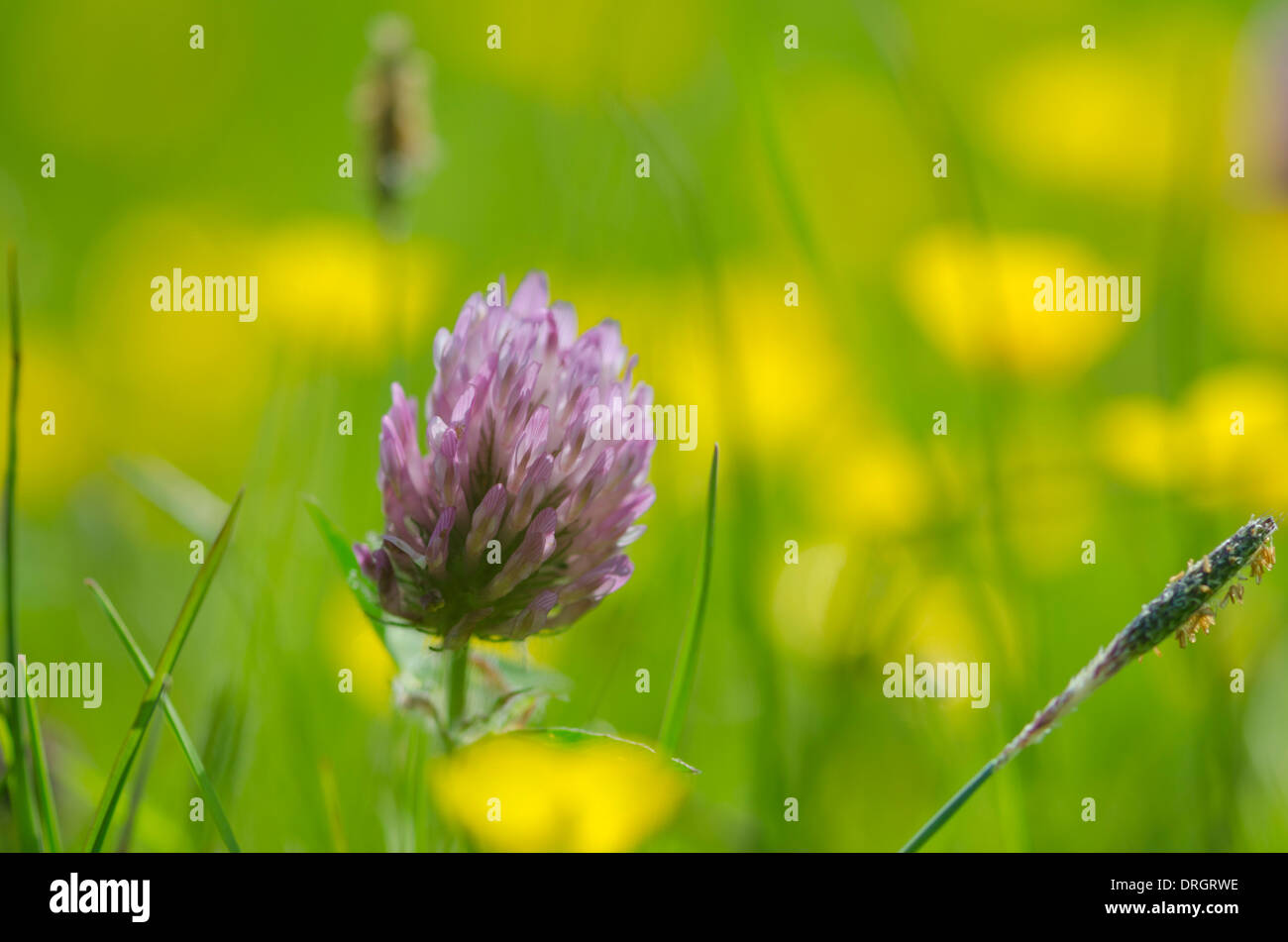 Pretty red clover flower hi-res stock photography and images - Alamy