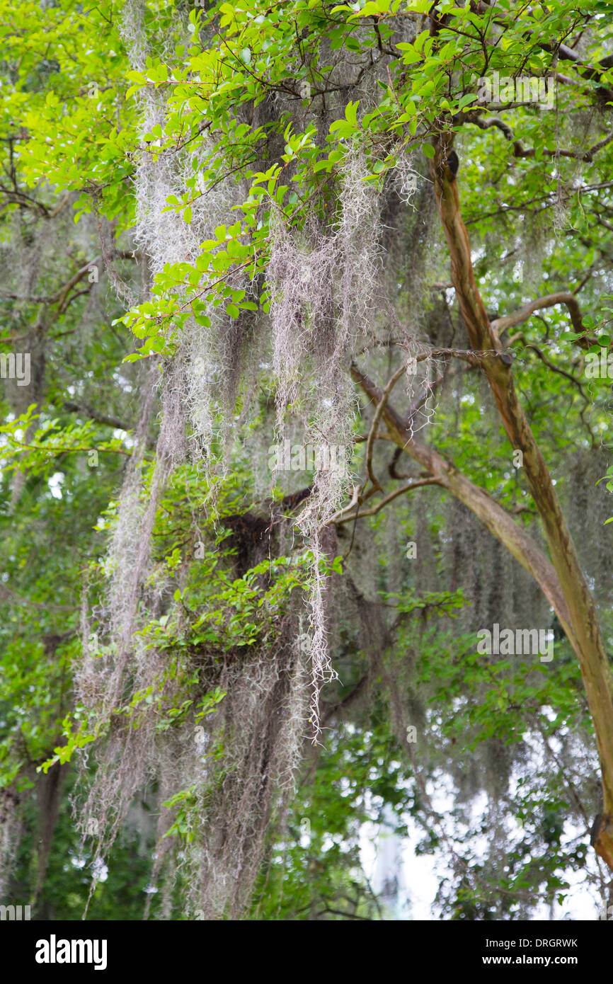 History Of Spanish Moss In Savannah at Dorothy Ledford blog
