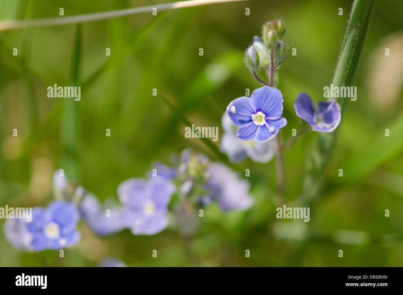 Blue speedwell flowers hi-res stock photography and images - Alamy