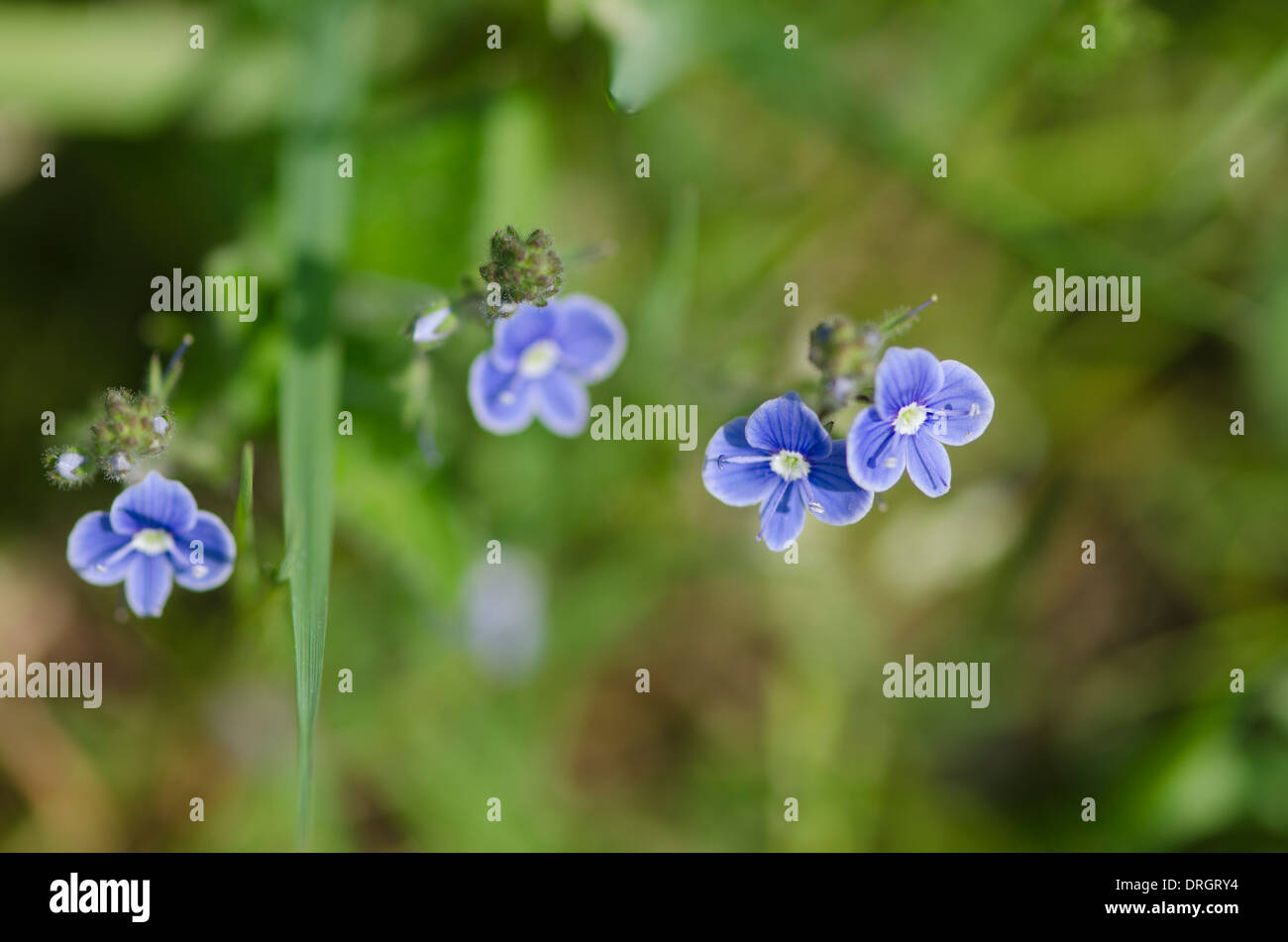 Blue speedwell hi-res stock photography and images - Alamy