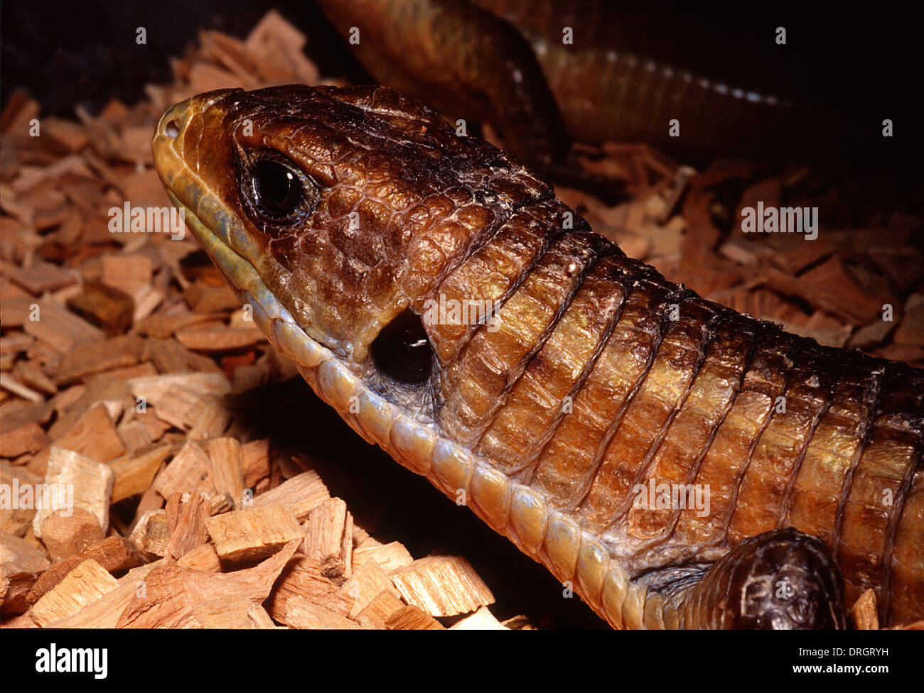 Major lizard hi-res stock photography and images - Alamy