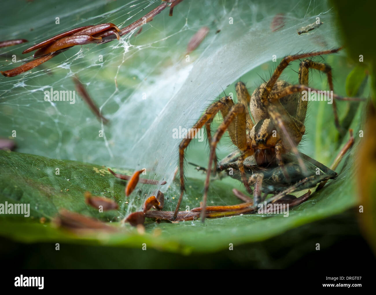 Wolf spider eating hi-res stock photography and images - Alamy