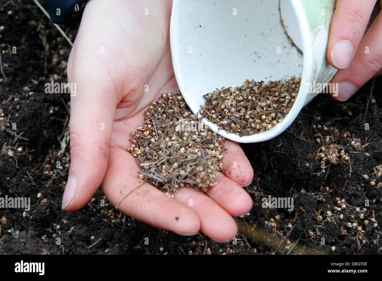 Thousands of dried heather seeds (ling) are planted on Mam Tor's ...