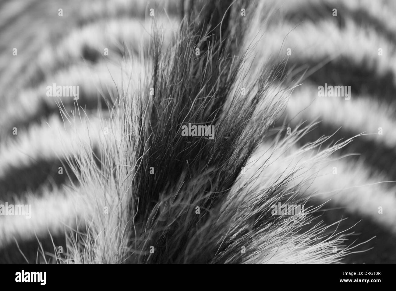 Color mane Black and White Stock Photos & Images - Alamy