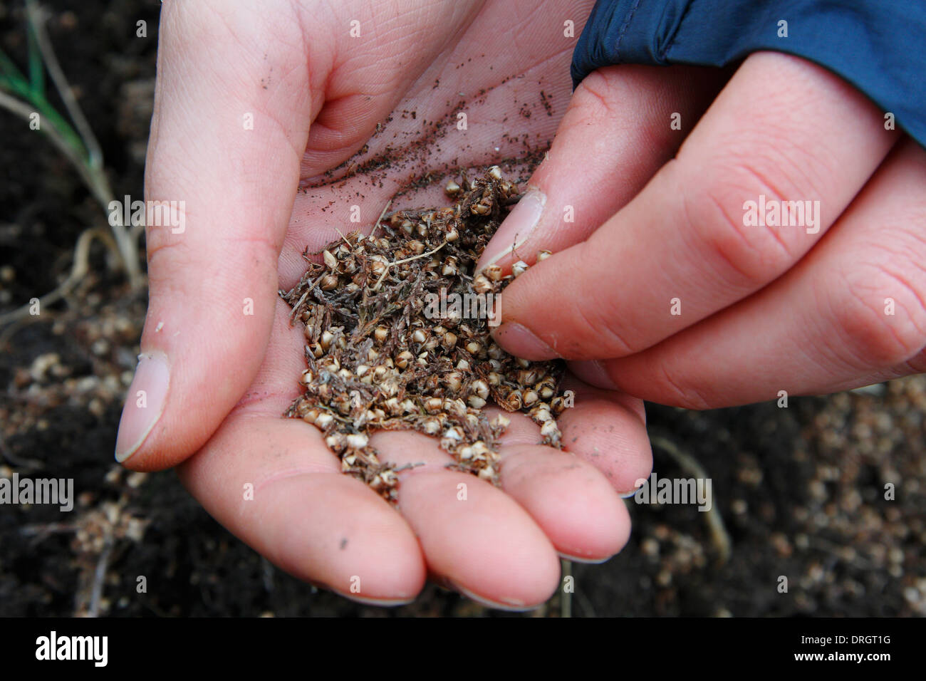 Thousands of dried heather seeds (ling) are planted on Mam Tor's ...