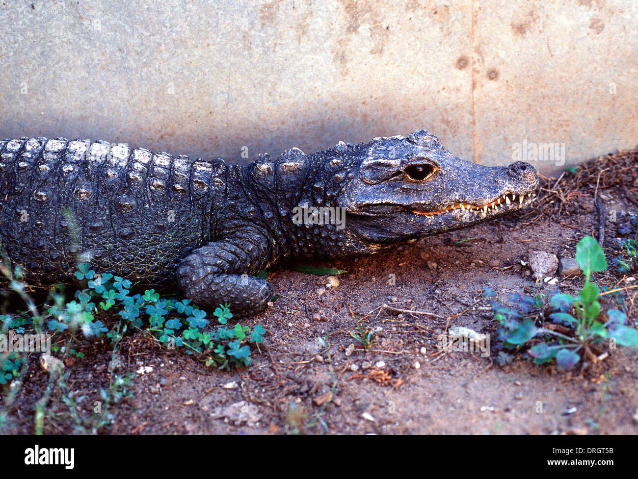 Osteolaemus hi-res stock photography and images - Alamy
