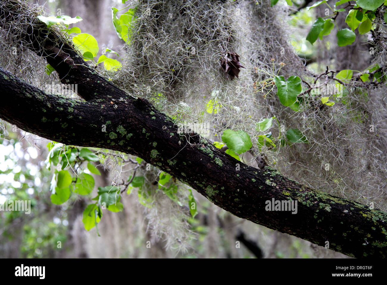 Famous hanging oak tree hi-res stock photography and images - Alamy
