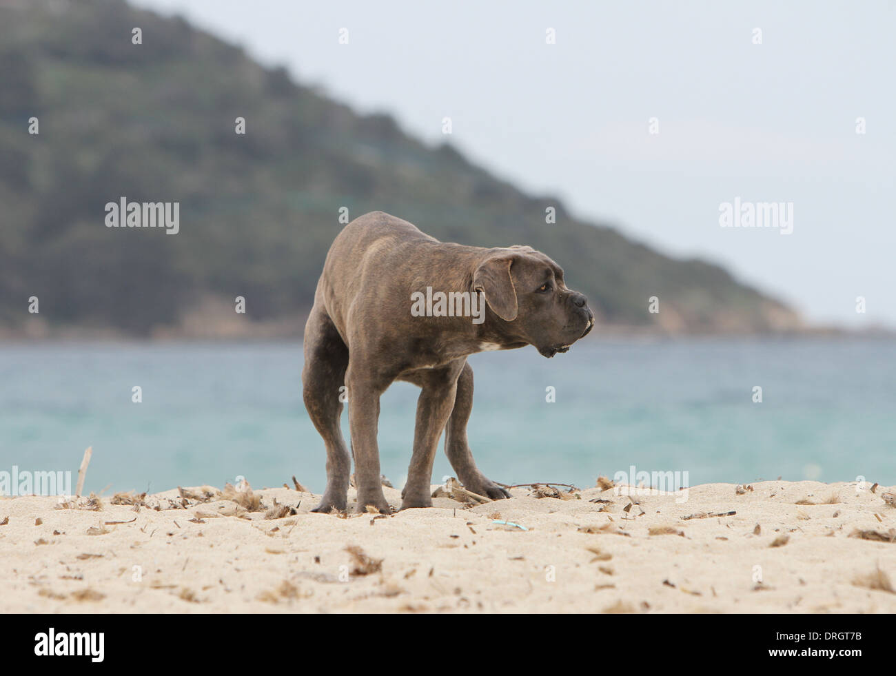 Dog Cane Corso / Italian Mastiff / adult pooping on the beach Stock ...