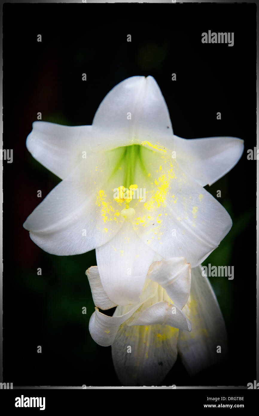 An Easter Lily with fresh pollen Stock Photo - Alamy