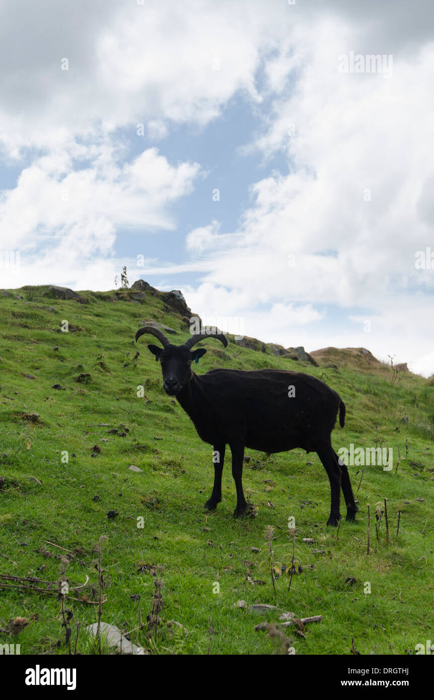 One of a flock of Hebridean black sheep grazing on the grounds of ...