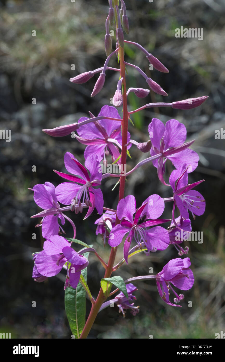 Snailbeach mine hi-res stock photography and images - Alamy