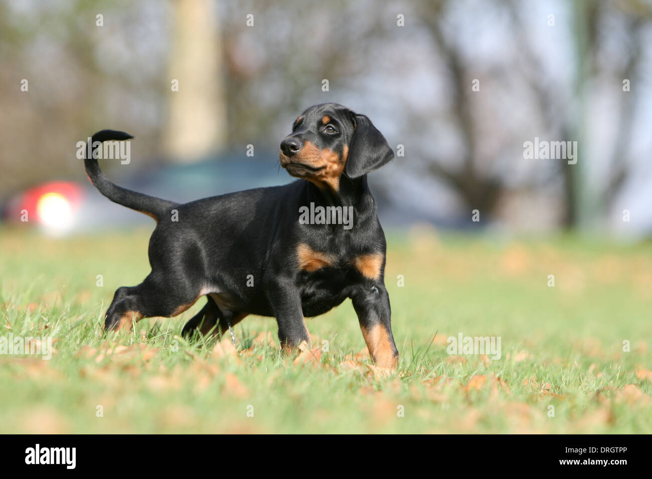 Baby Doberman Pinscher Puppy