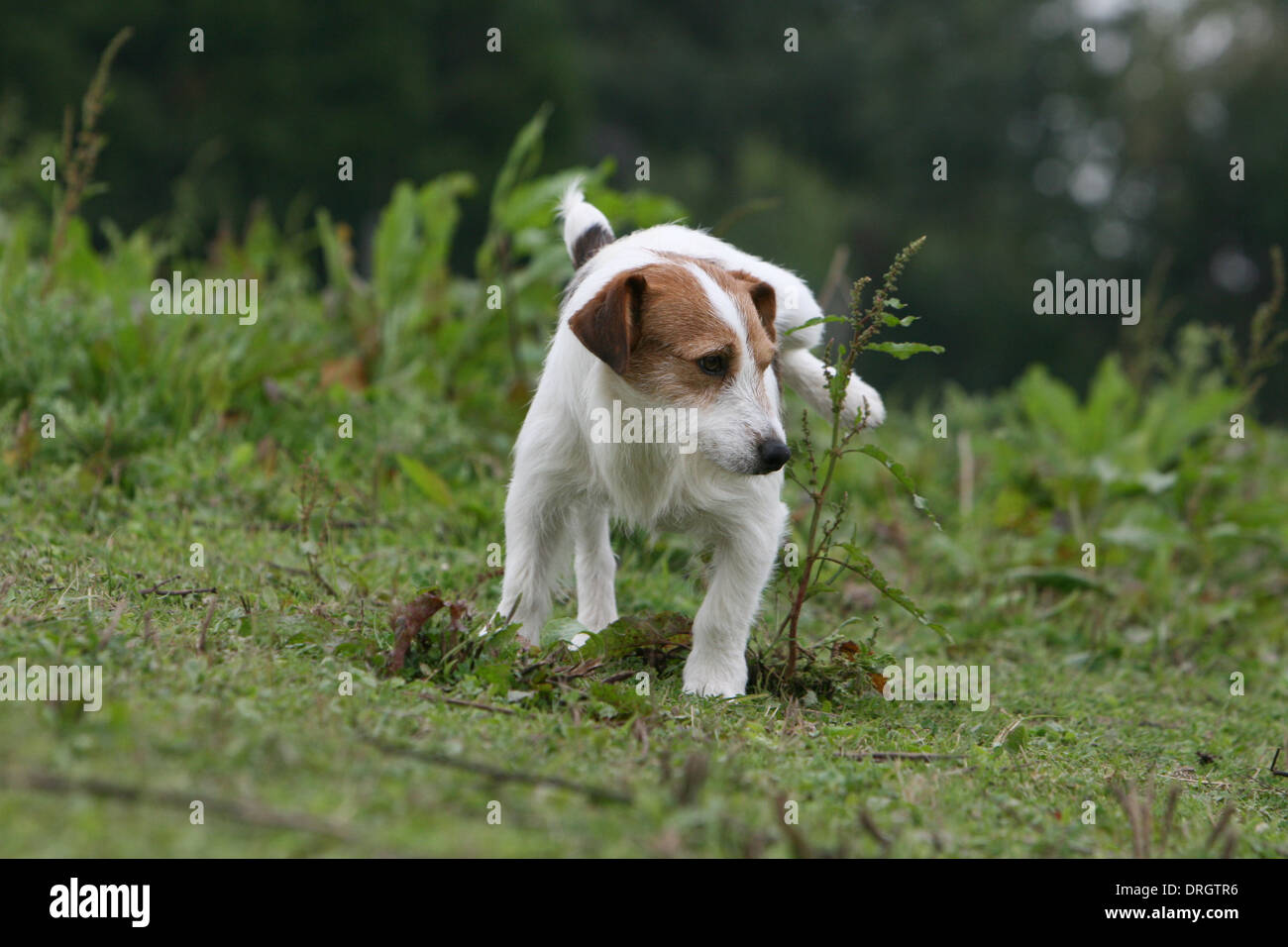 Dog Jack Russel Terrier / Adult dogs lift their leg to pee outside ...