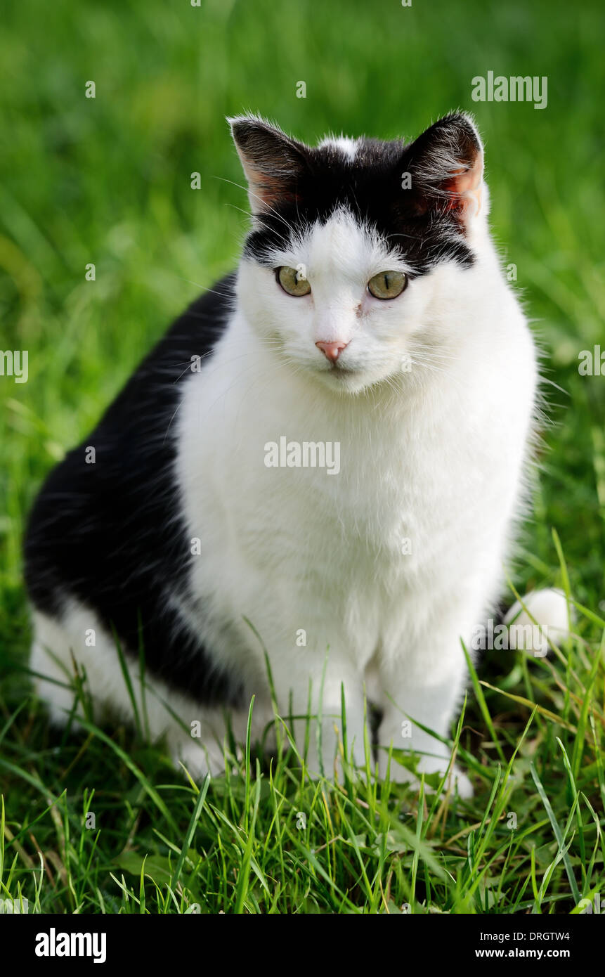 cat curiously looking forward against green background Stock Photo - Alamy