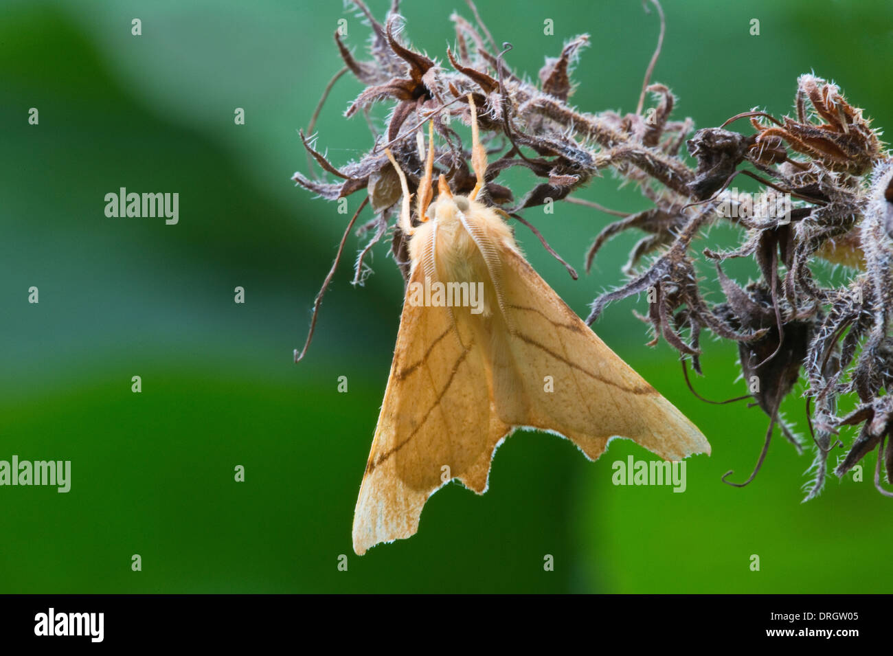 September Thorn Moth (Ennomos erosaria) resting on dry vegetation early ...