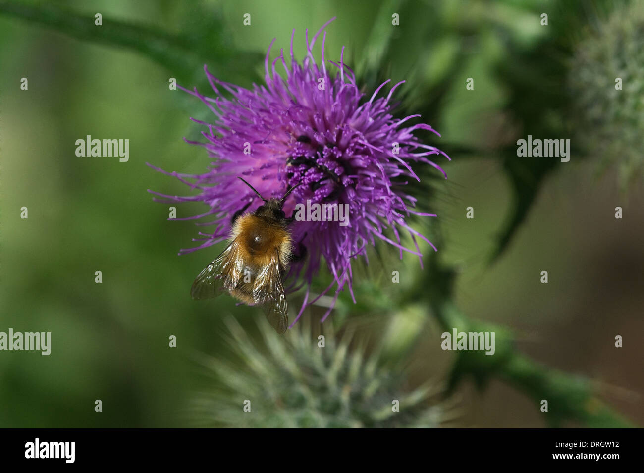 Bumblebee asleep on the thisle flower early morning Secret Hill Country ...