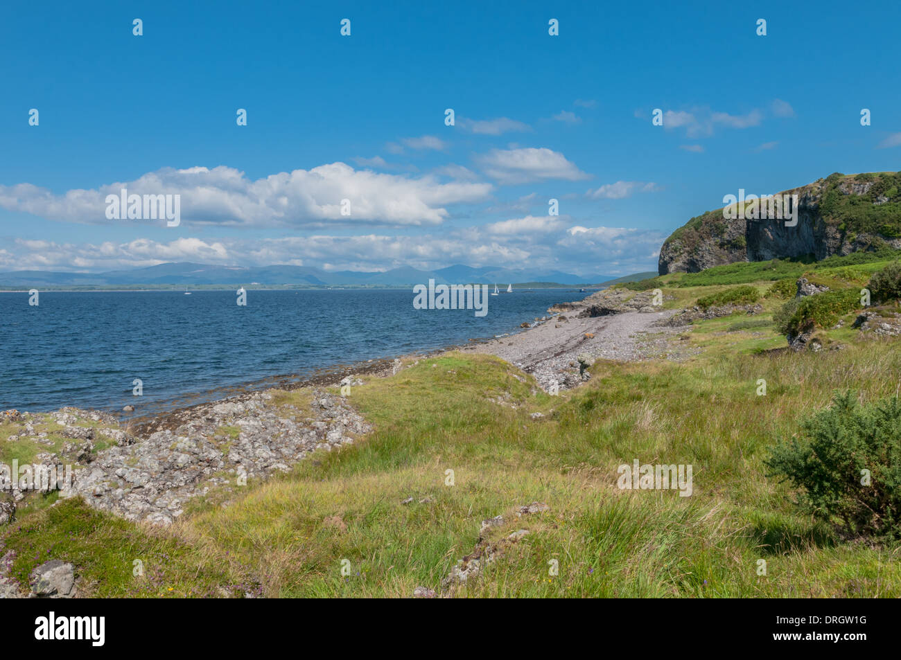 Heather beside shore Ganavan Bay looking towards yachts nr Oban Argyll ...
