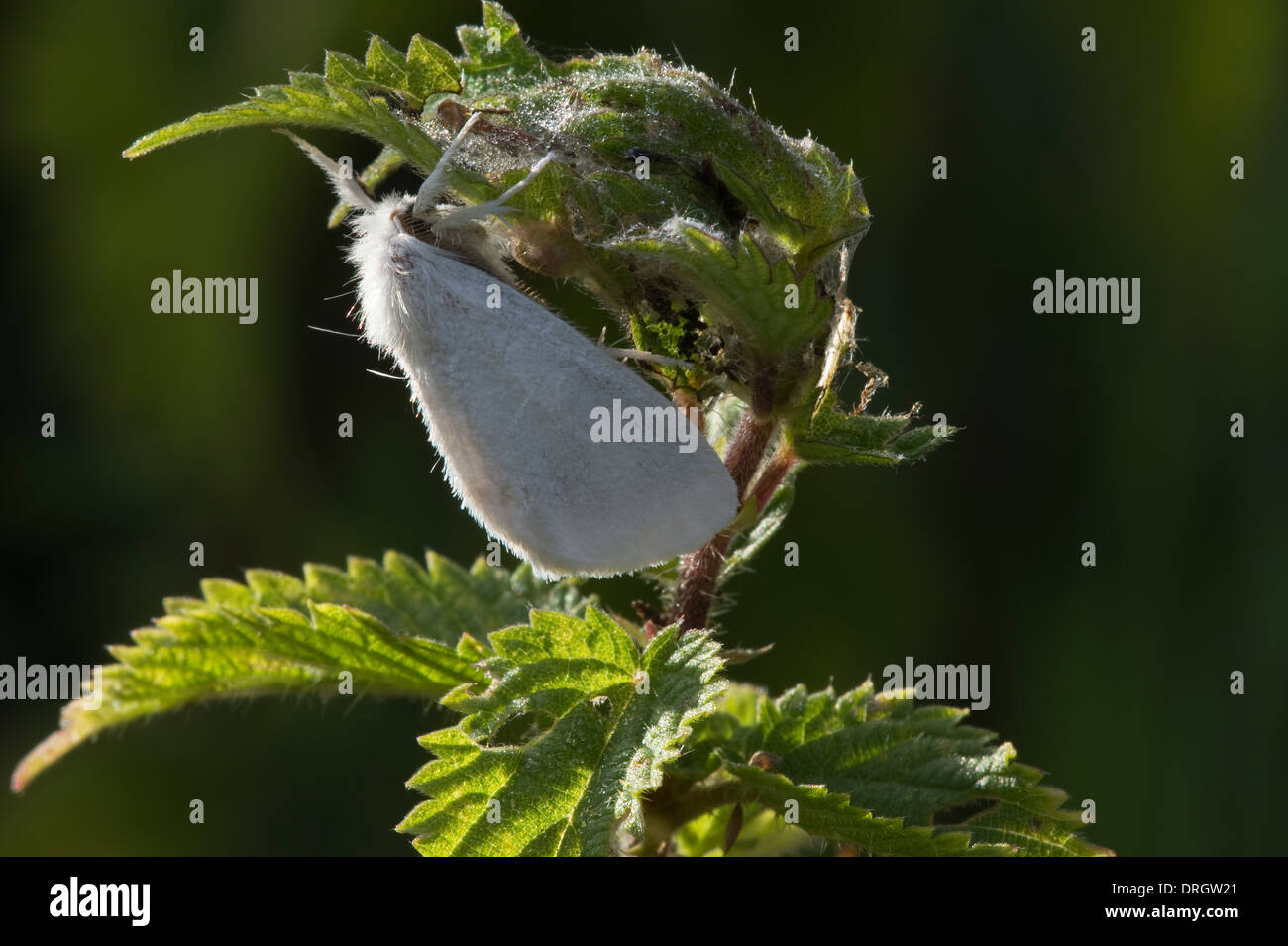 Goldtail moth swan euproctis similis hi-res stock photography and ...