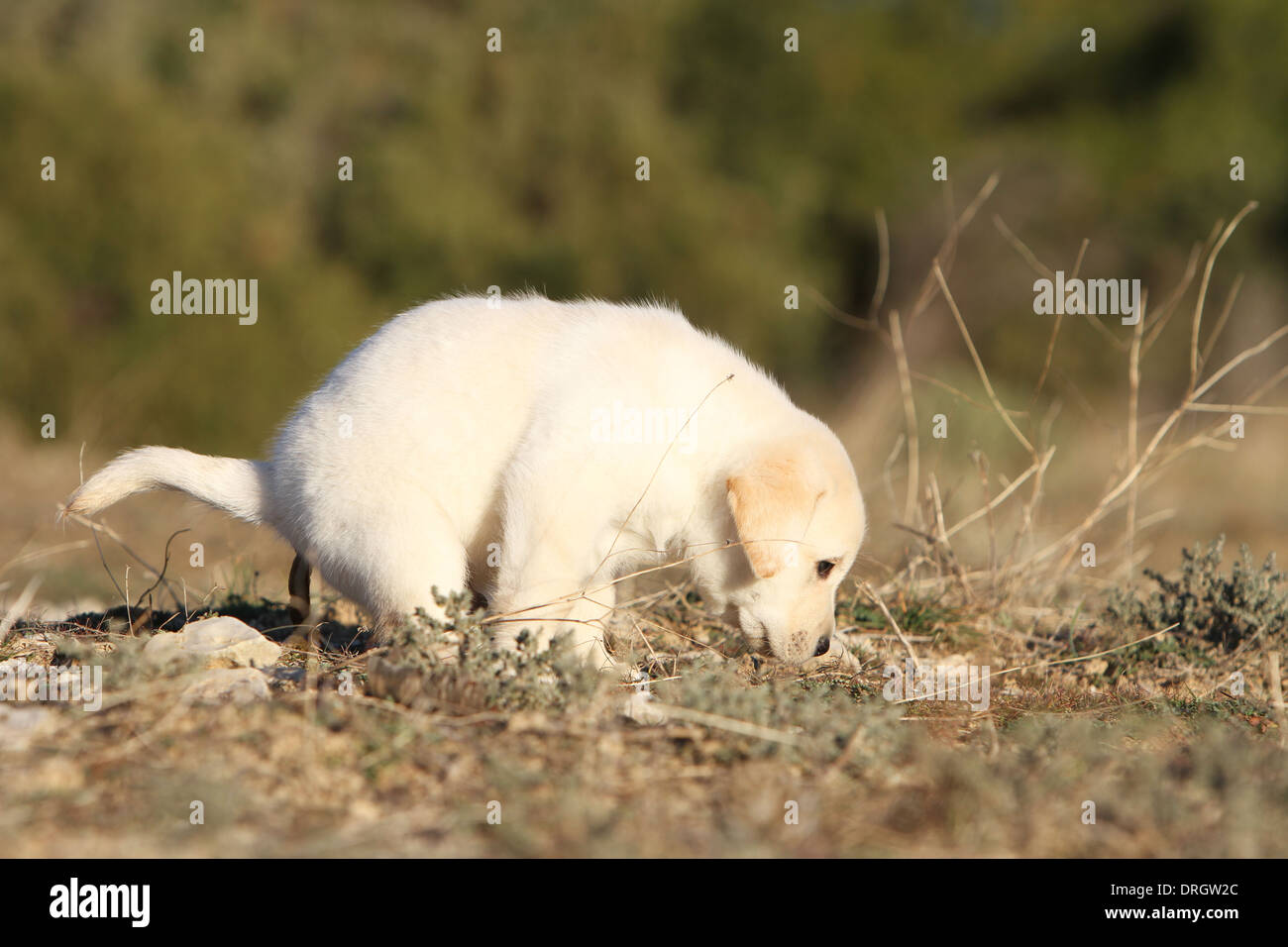 Dog Labrador Retriever / puppy pooping outside Stock Photo - Alamy